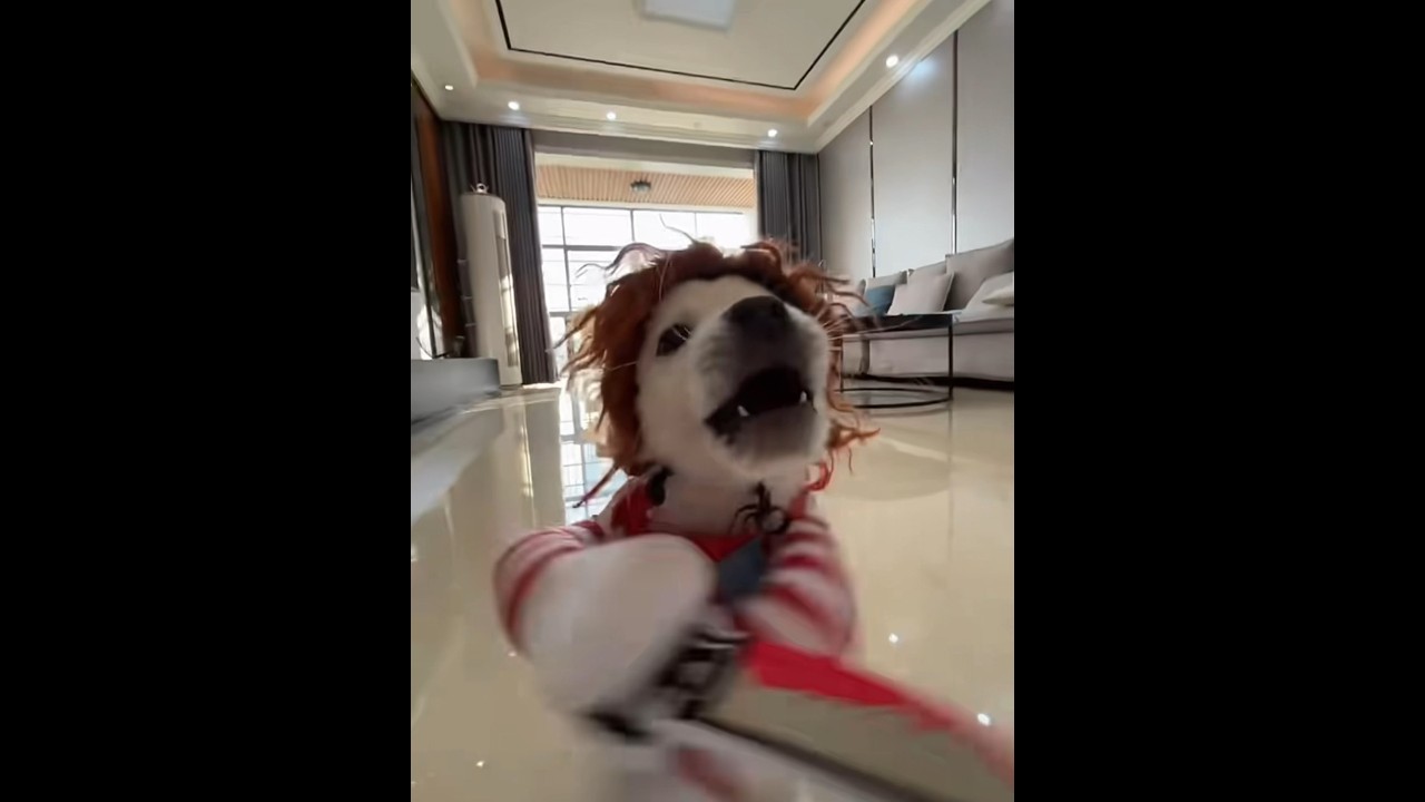 Check out my OOTD #pets #dog #youtubeshorts #funnyvideo - YouTube