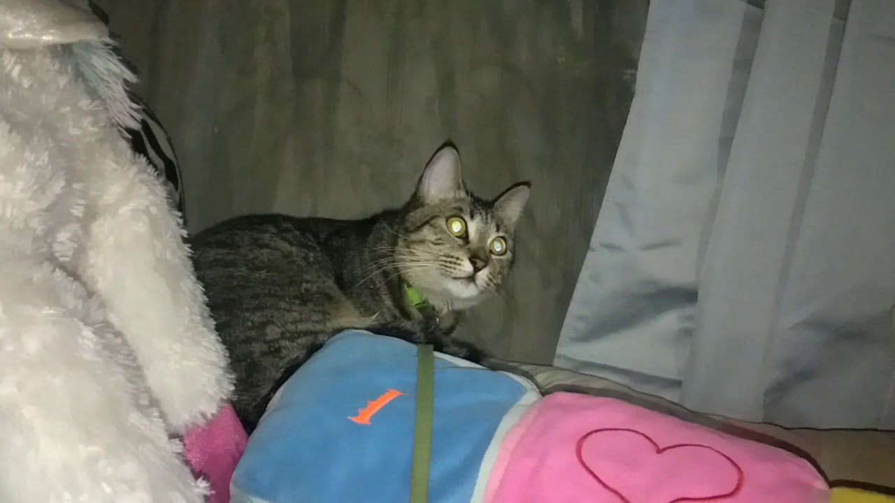 Funny Cat | Shocked Reaction - YouTube