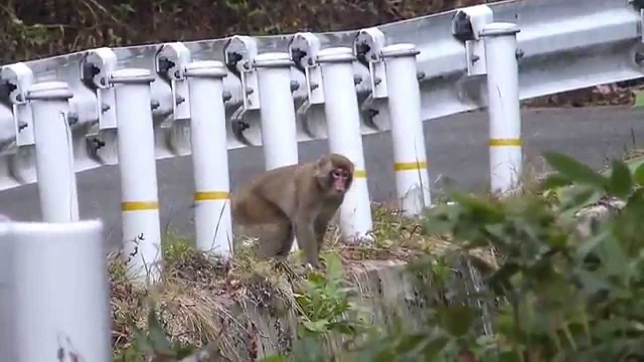 Japanese Macaques on the Run ニホンザルの毛繕いと逃走 - YouTube