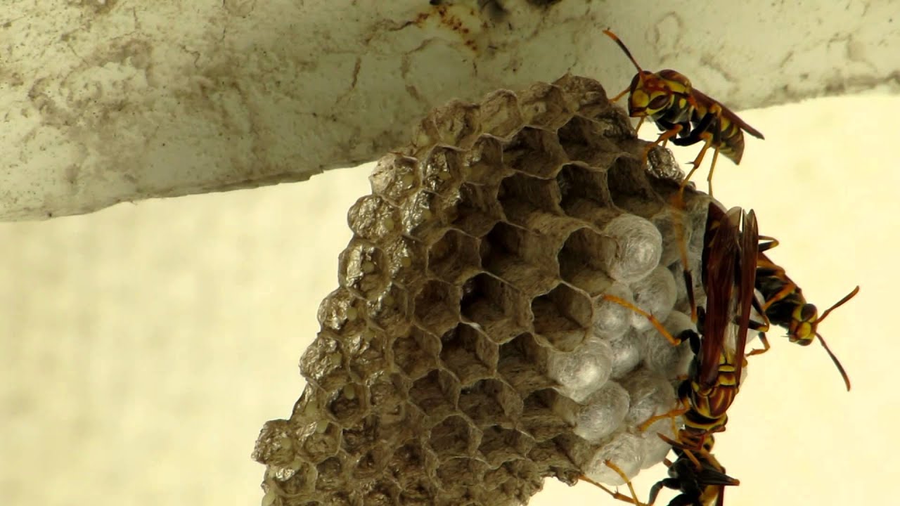 Wasps building a nest - YouTube
