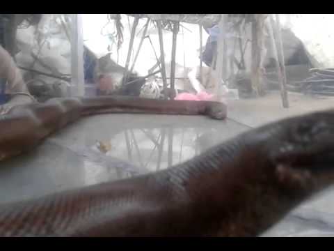 Iruthalai manuli pambu - YouTube