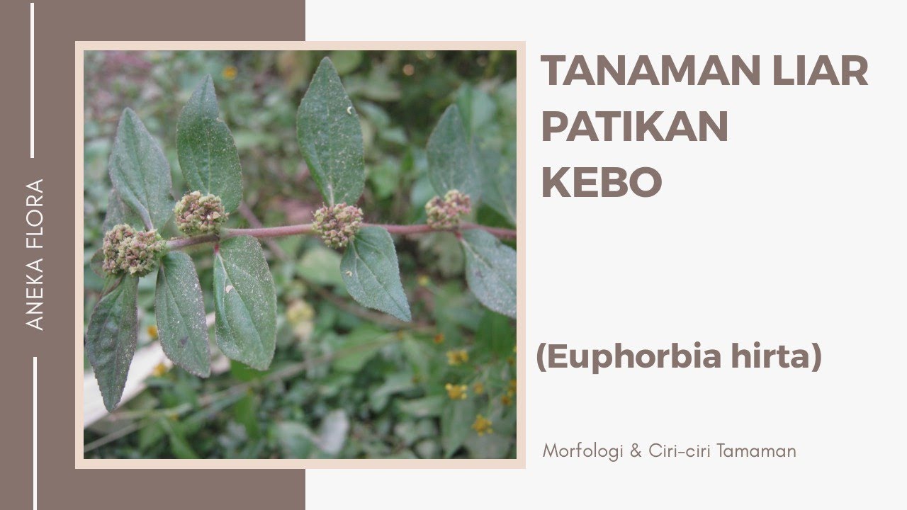 TANAMAN LIAR PATIKAN KEBO (EUPHORBIA HIRTA) || Aneka Flora - YouTube