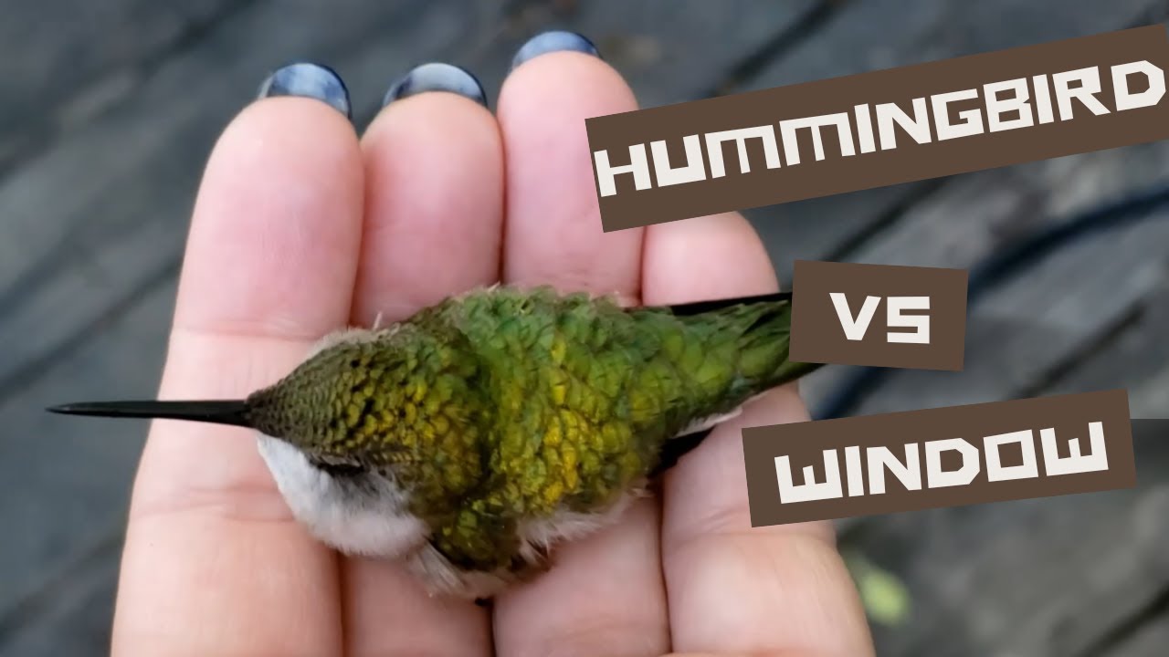Will this Hummingbird survive a crash into a window?? - YouTube