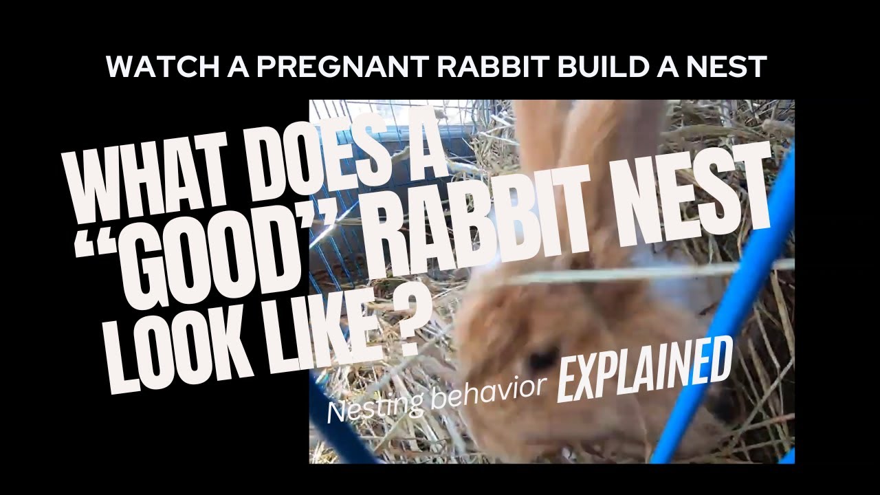 What does a good rabbit nest look like? - YouTube