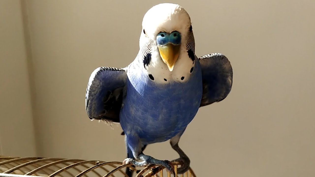 Попугайчику жарко - The parrot is hot - YouTube