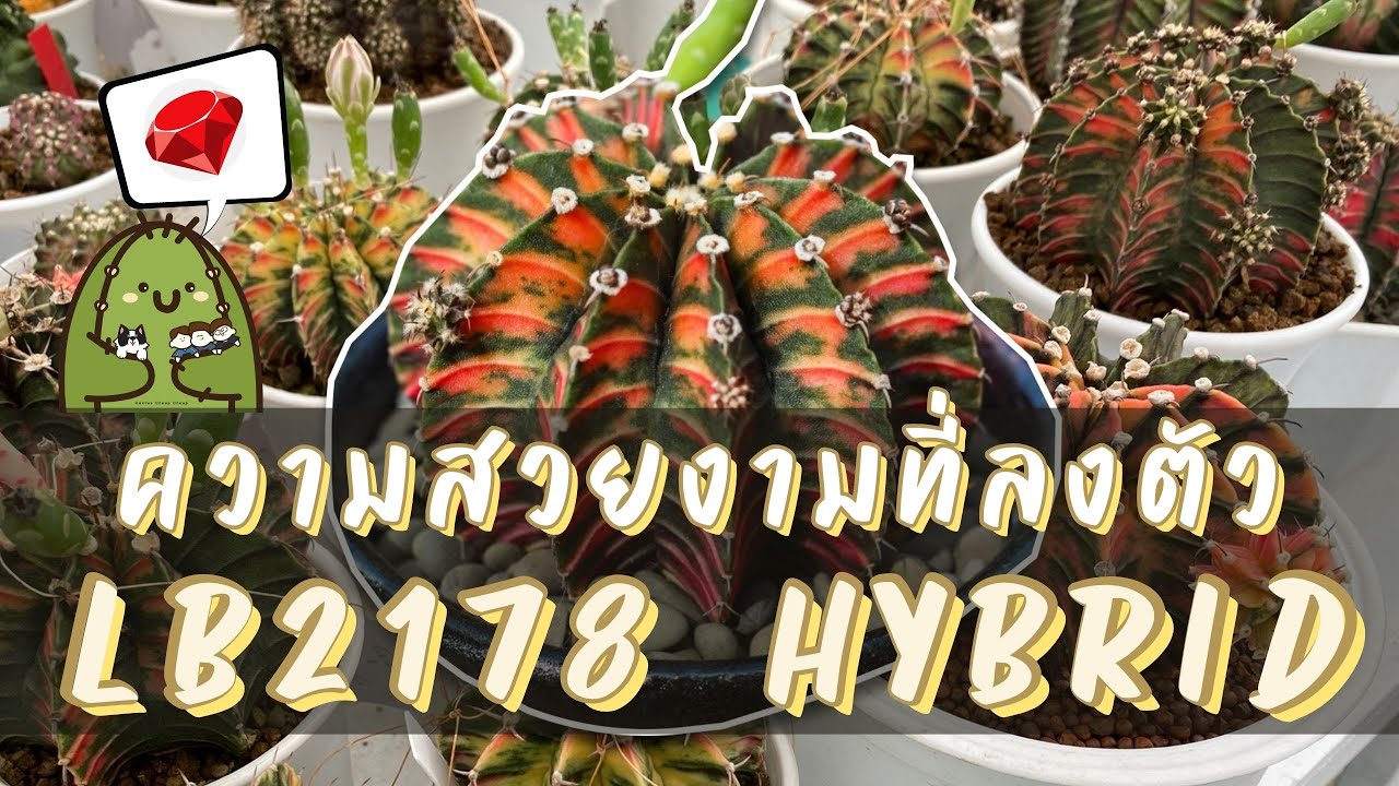 ความสวยงามที่ลงตัว LB2178 hybrid | Cactus Cheap Cheap - YouTube