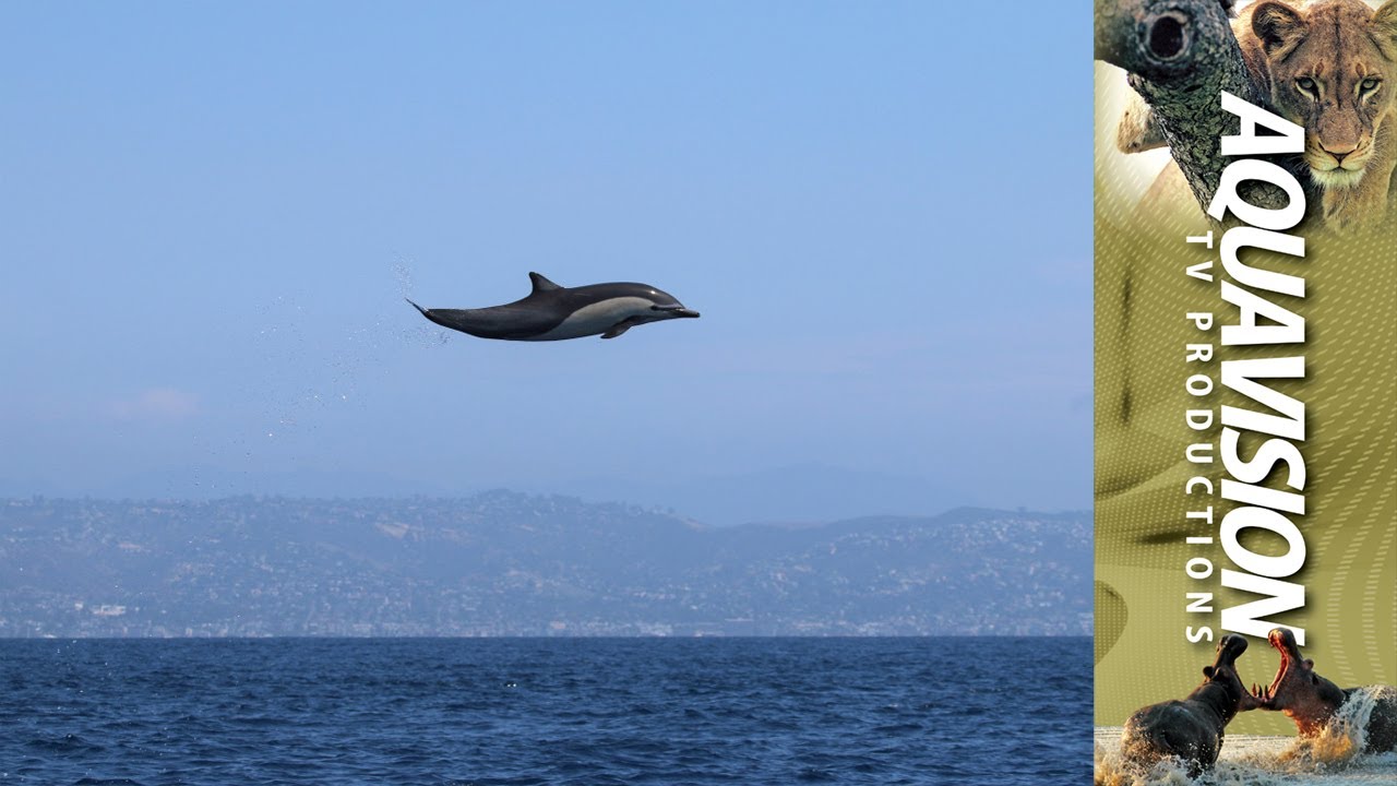 Dolphin for the High Jump | HD Stock Footage - YouTube