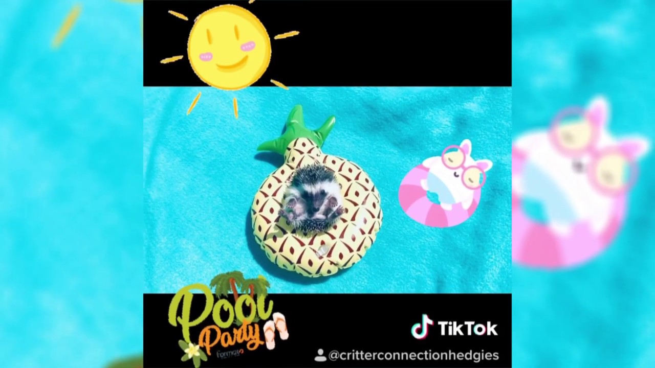 Hedgehog | Pool party 😜🦔 - YouTube