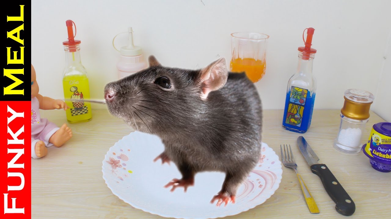 Rato Frito Com Oregano - RETOEDU