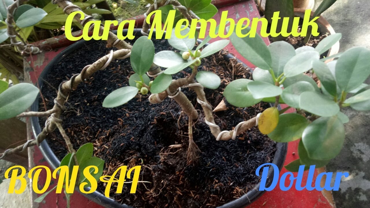 Cara MemBentuk Bonsai Dollar - YouTube