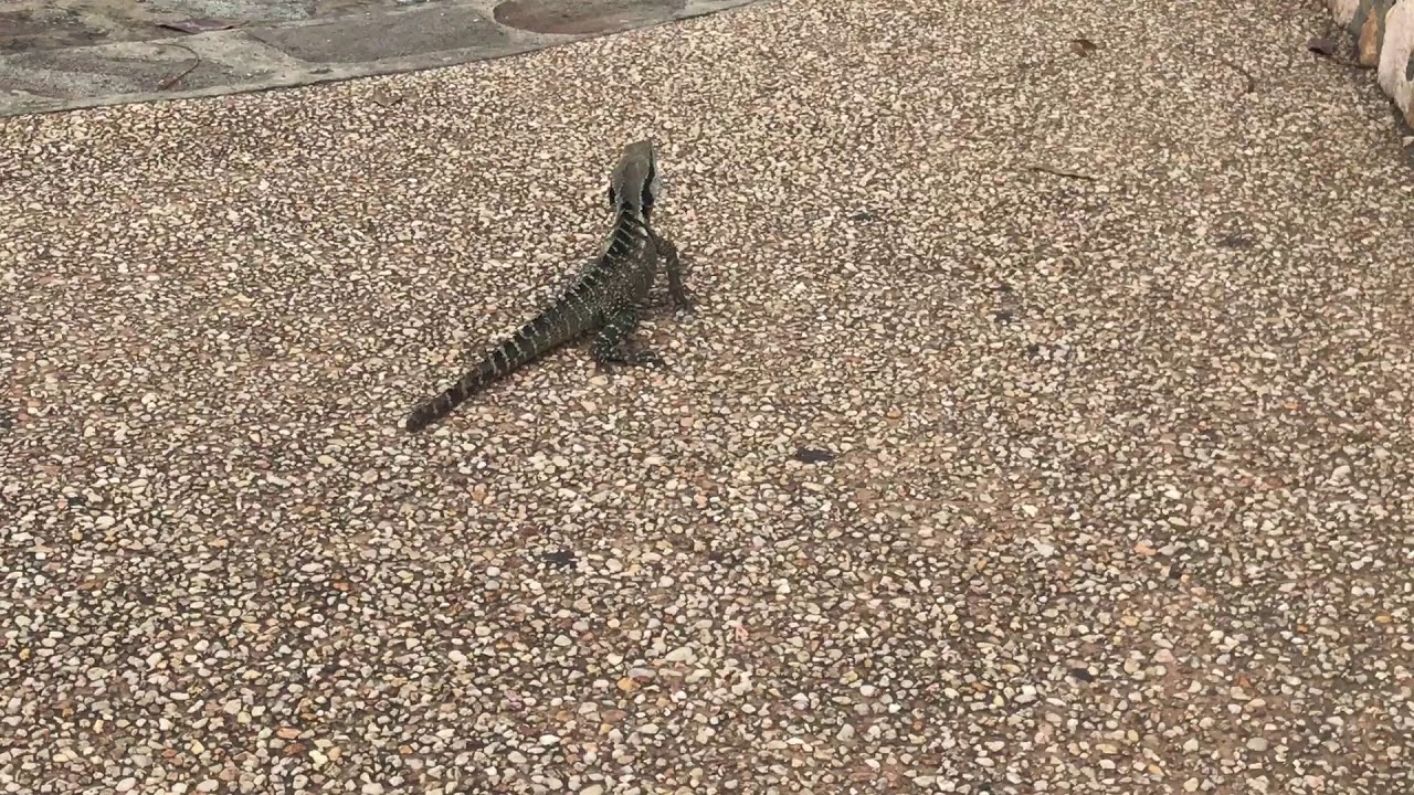 Brisbane Lizard - YouTube