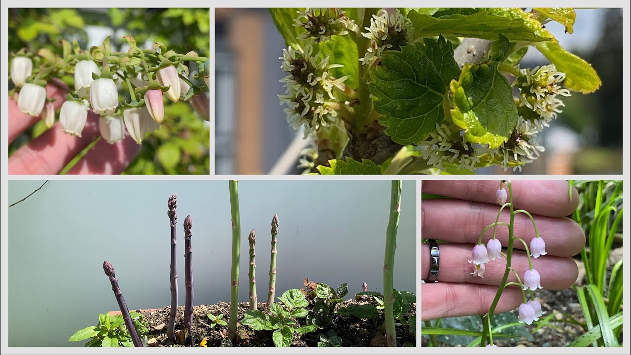 Garden Update (May 8) - more growth and fruiting flowers - YouTube