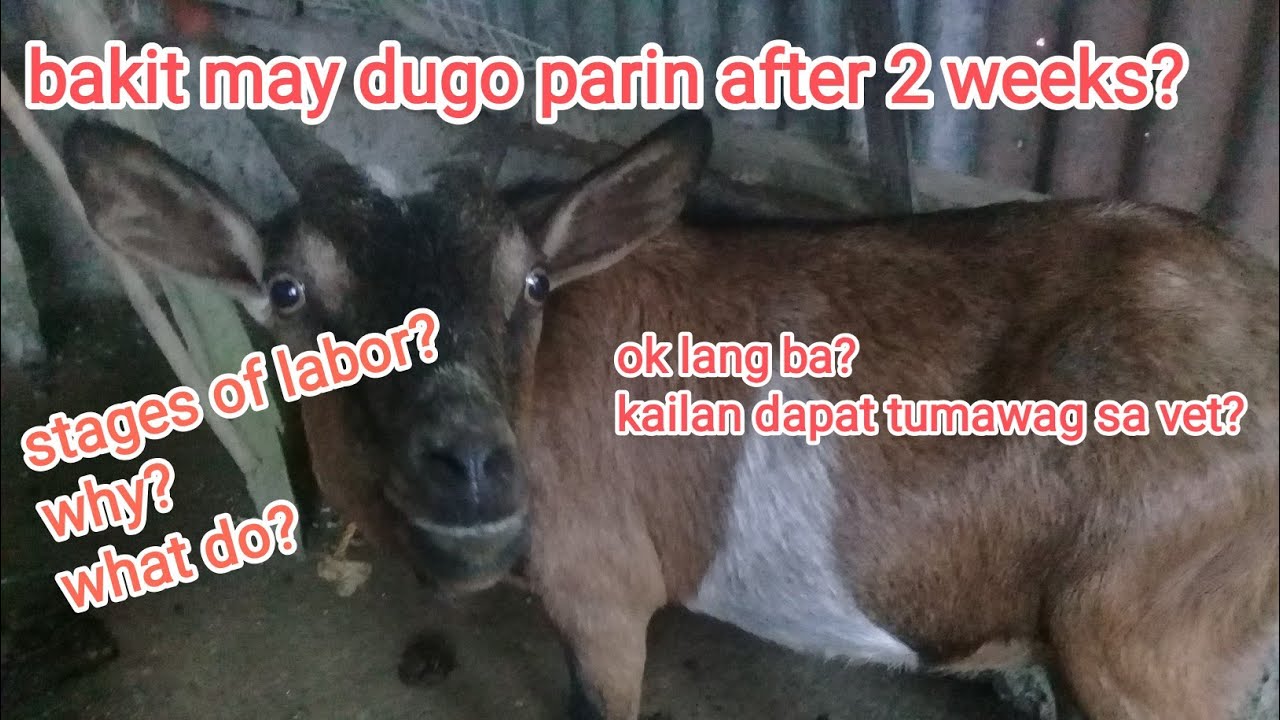 Bakit may dugo sa ari ng bagong panganak na kambing?2 to 3 weeks ...