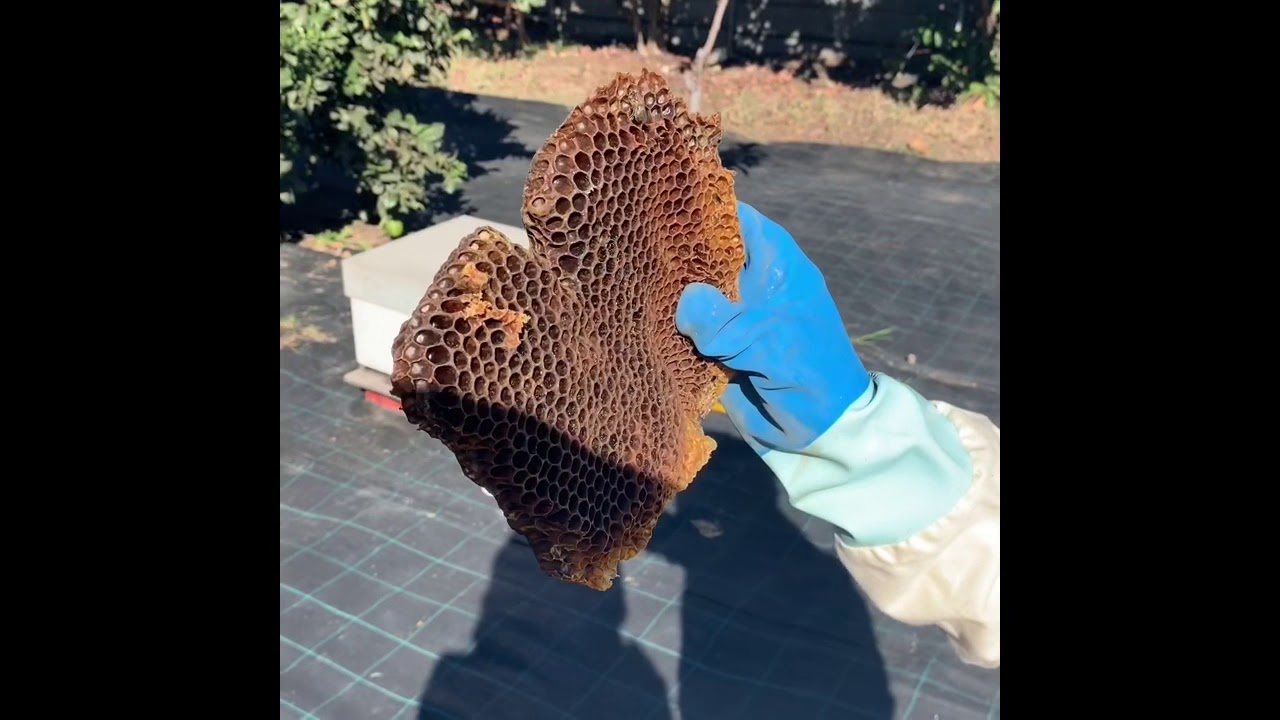 Los mazoguay en la apicultura - YouTube