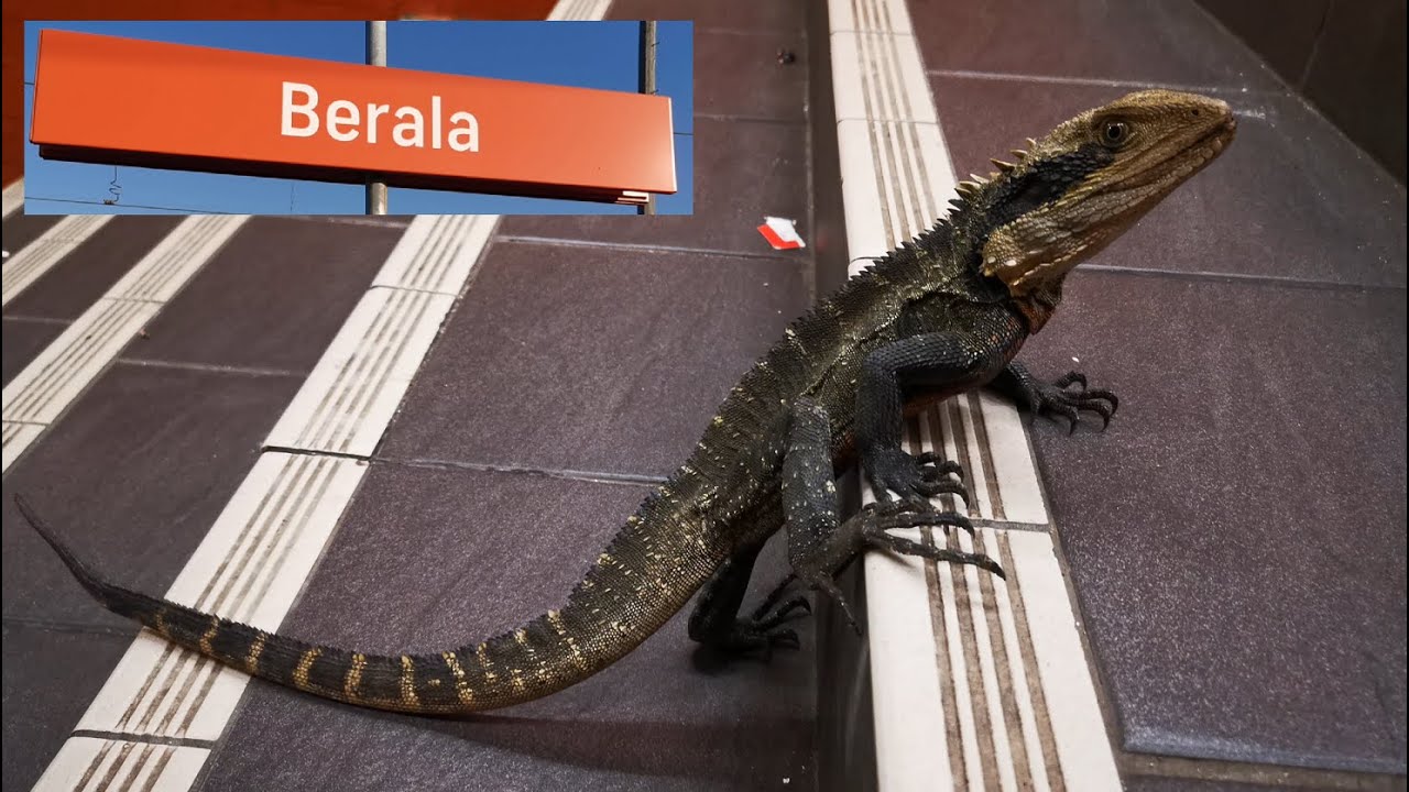 Lizard train Stn. 4K(UHD) - YouTube