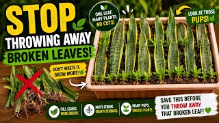 How to Turn Broken Snake Plant Leaves into 20+ New Plants