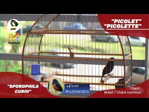 #curioandco - CURIO / PICOLET / PIKO - Chant commun Brésil - "Felipe ...