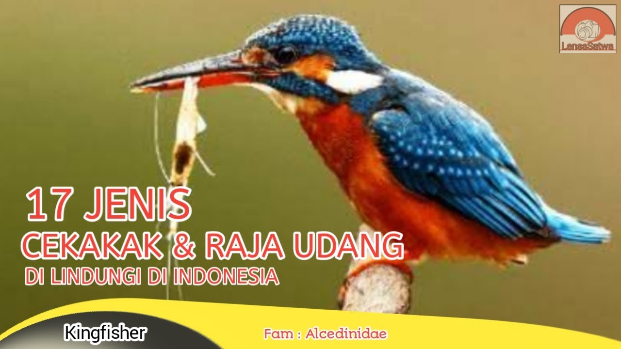 RAJA UDANG DAN CEKAKAK // 17 JENIS DILINDUNGI DI INDONESIA. - YouTube