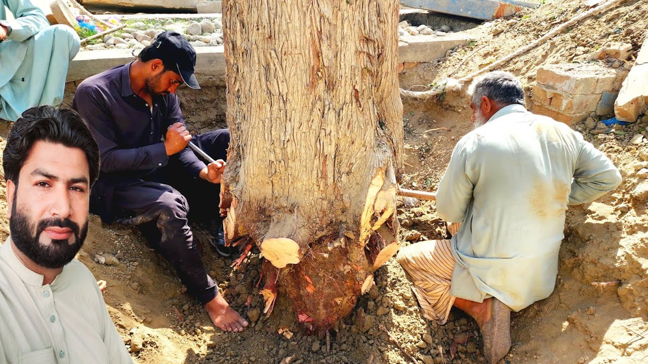 Amazing Fastest Big Tree Cutting Skill 🌳😍 - YouTube