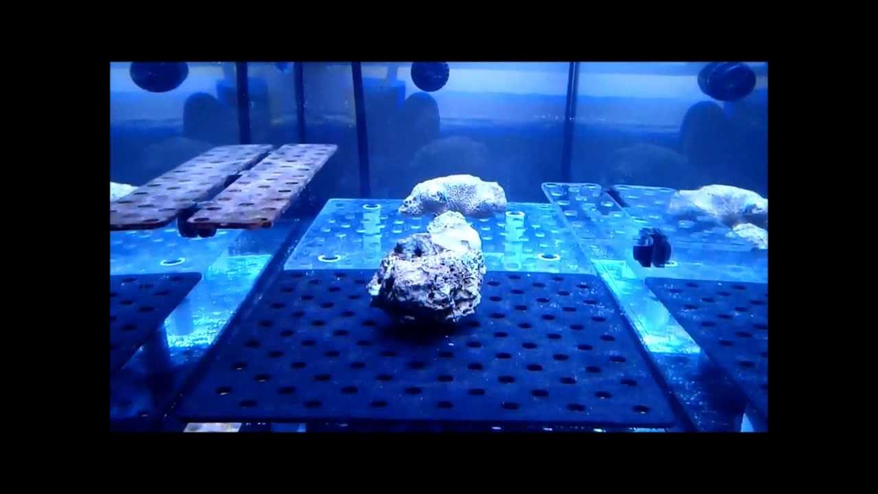 Coral Propagation (frag) tank | TerraReef Aquariums - YouTube