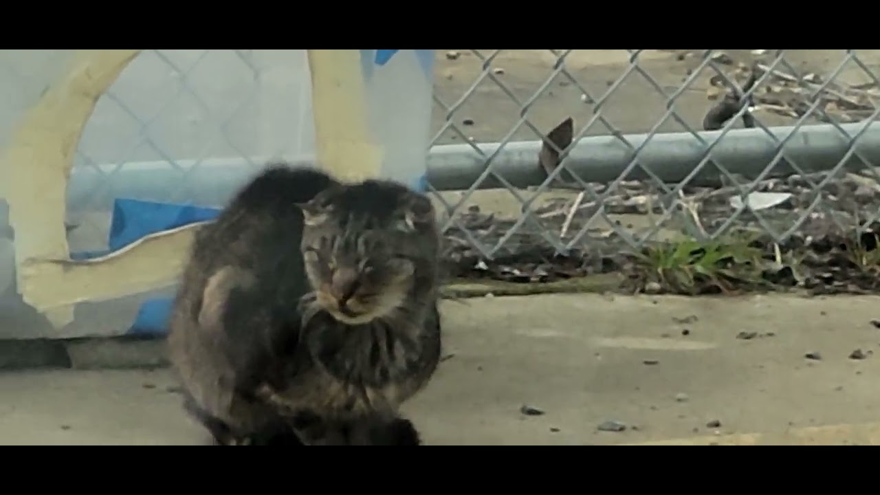 Scrapper Boy closer up - YouTube