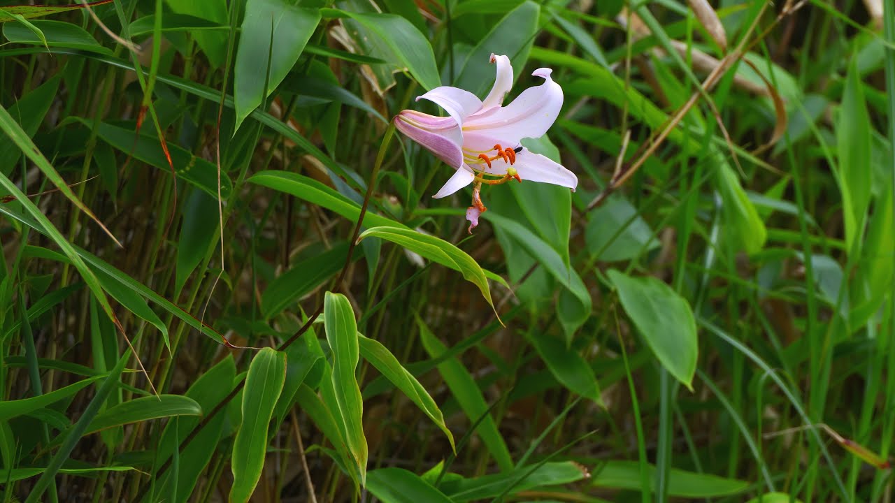 Fukurinsasayuri, Tengu Plateau, Shikoku Karst, 写真集「フクリンササユリ」四国カルスト・天狗高原 ...