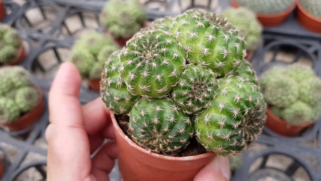 Cactus Hybrid - Multi Heads - YouTube