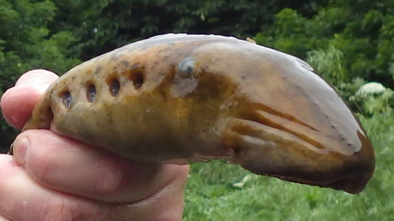 Sea lamprey - most terrifying parasitic creatures - YouTube