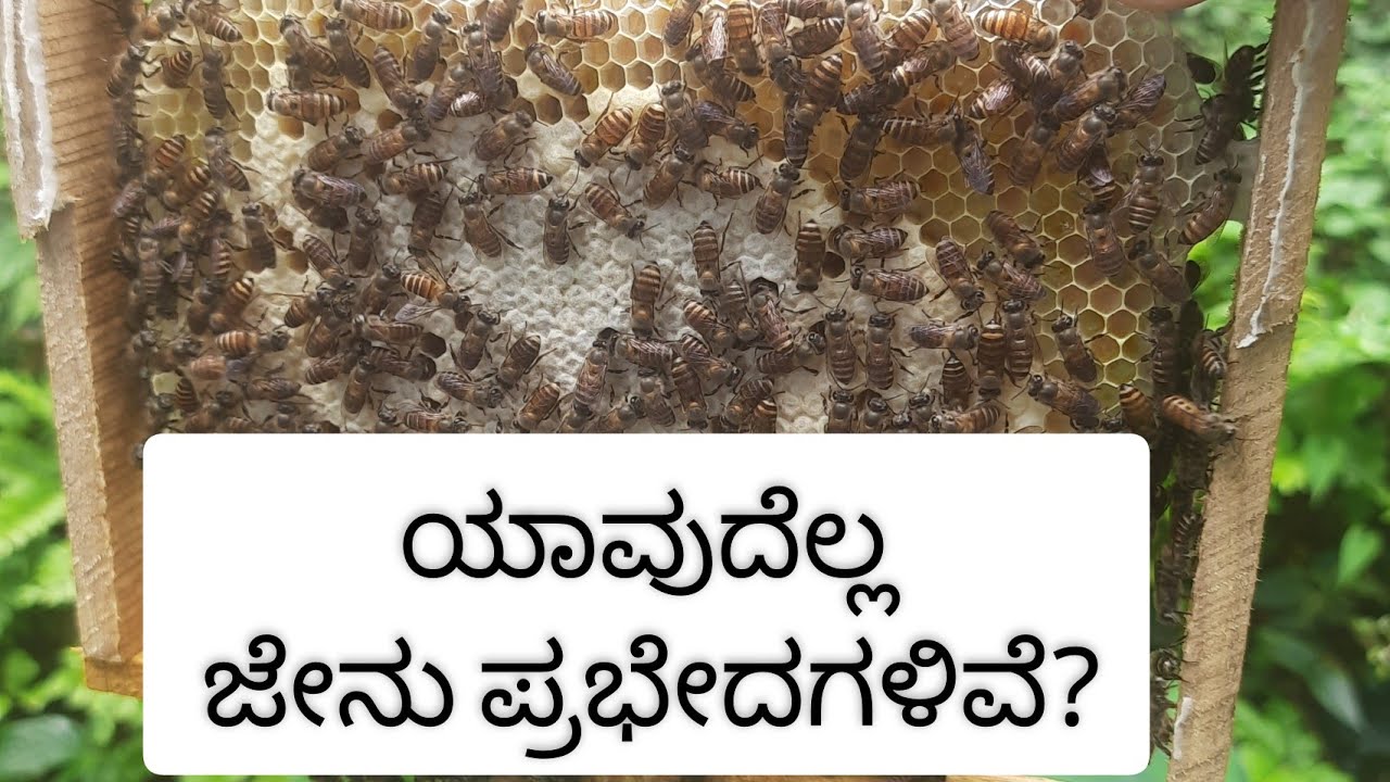 ಜೇನು ಪ್ರಭೇದಗಳ ಮಾಹಿತಿ | ರಾಜ್ಯಮಟ್ಟದ ತರಬೇತುದಾರ ರಾಧಾಕೃಷ್ಣ ಕೋಡಿ | Species of ...