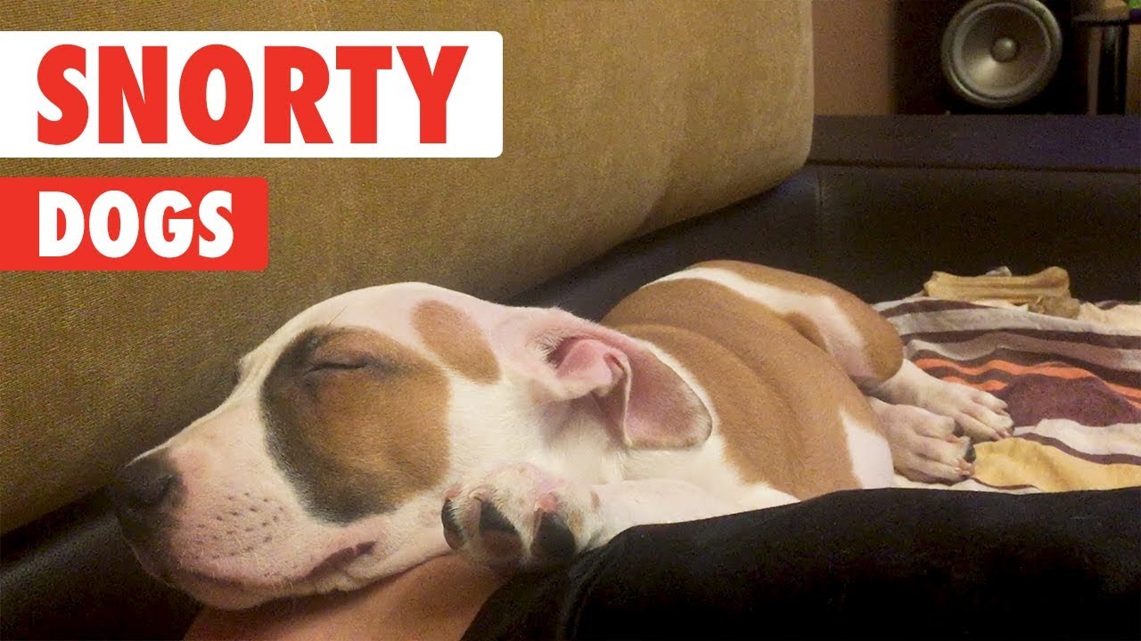 Serious Snorers | Snorty Dog Video Compilation 2017 - YouTube