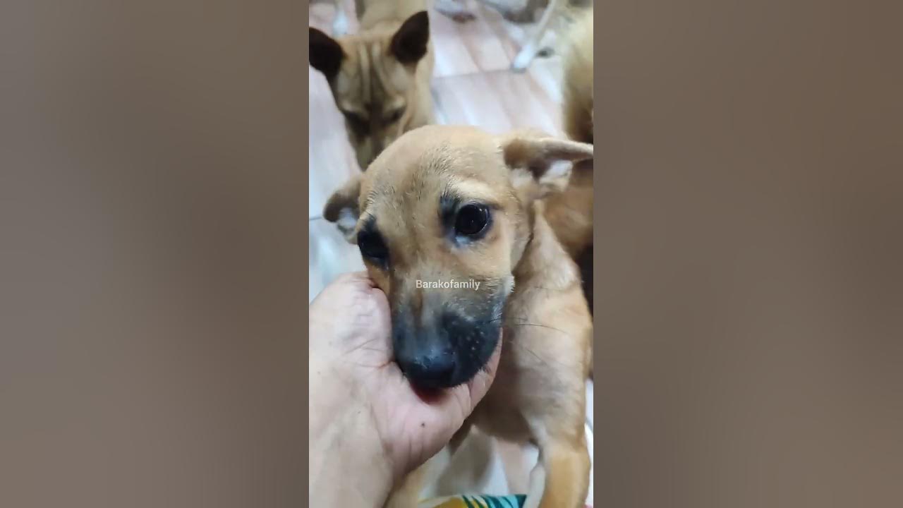 Magandang umaga po sa lahat #barakofamily #doglover #pets - YouTube