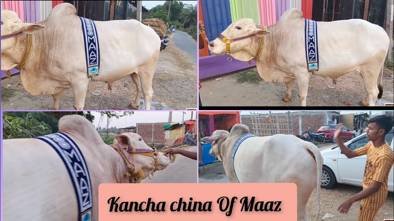 Kancha China 😍 Aggressive Cattle Of Maaz Cattle Farm 2024 - YouTube