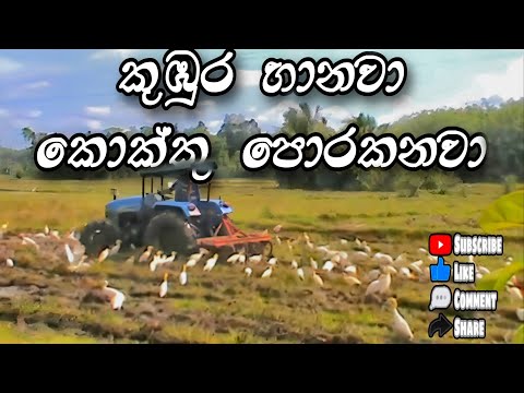 Gamaka siriya - YouTube