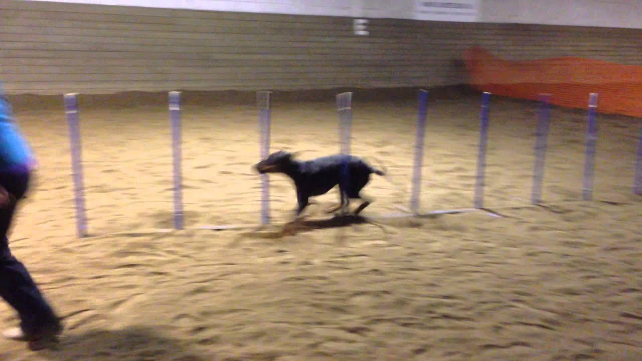 Doberman agility - Weave entry training - YouTube