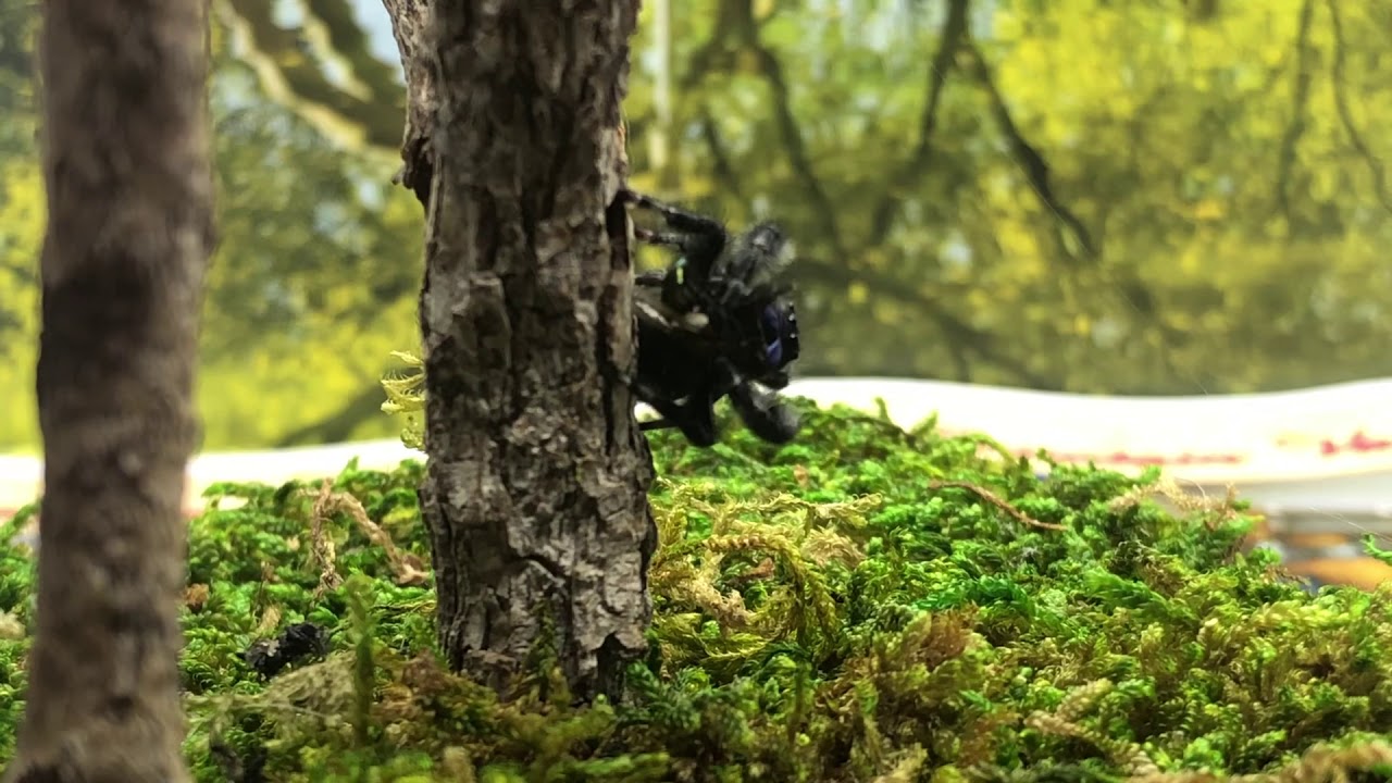 June 22, 2020 Jumping spider catching fly taken by Iphone 8 plus at ...