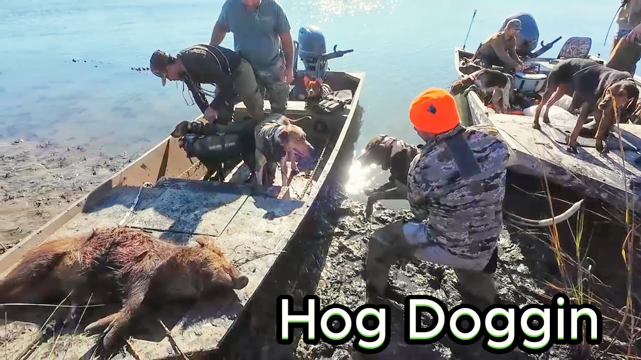 Rabbit and Hog dogs ***Viewer Discretion Advised*** - YouTube