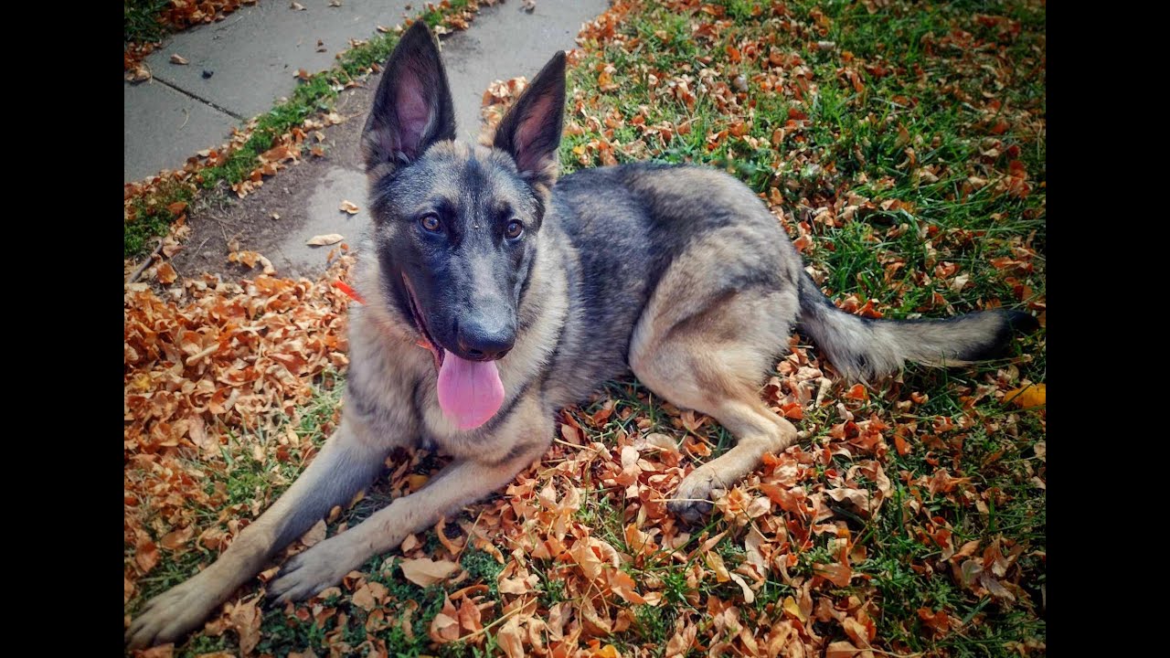 Kaiser | 7 MO German Shepherd Dog GSD | Off-leash reliable dog training ...