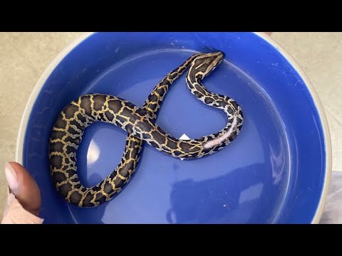 Burmese Python Live Feeding Video - YouTube