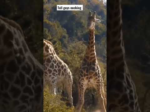 Giraffes fighting, if by mistake one break neck while fighting they ...