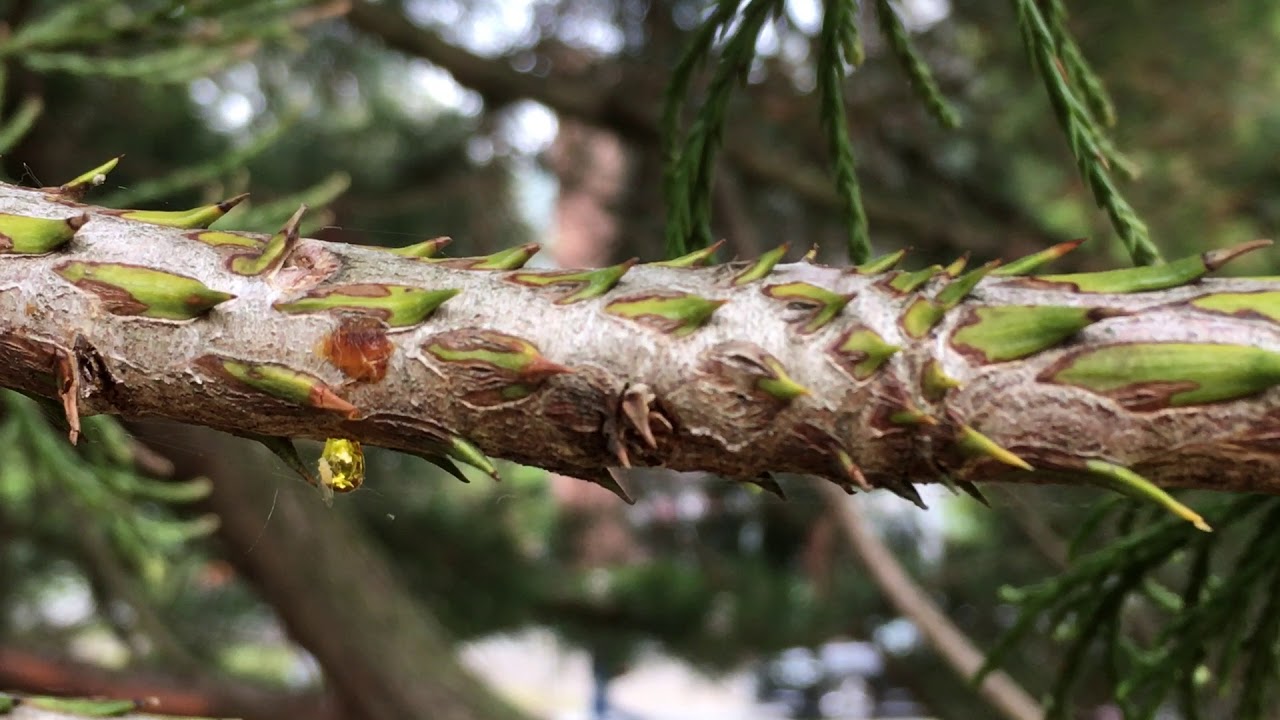 Giant redwood (Sequoiadendron giganteum) - branch & sap - May 2018 ...