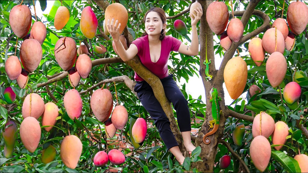 Harvesting Pink Mutant Mango With Disabled Younger Brother Goes to the ...