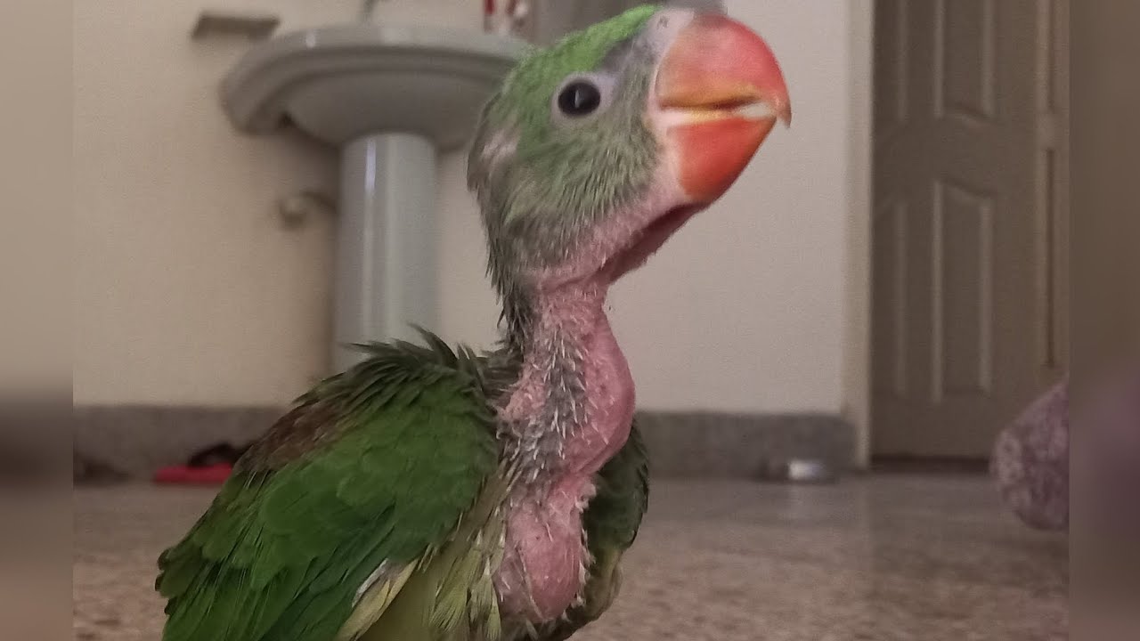 My Alexandrine Parakeet Growth From Chick To 4 Months old. - YouTube