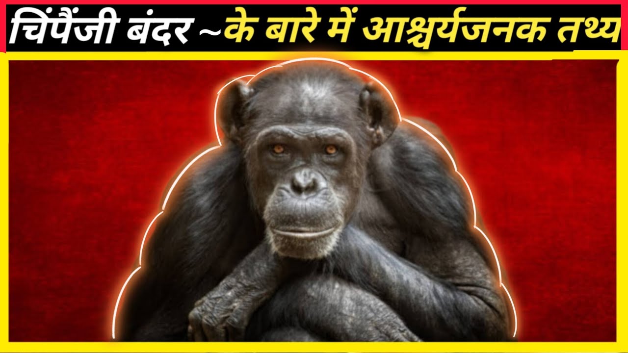 चिंपैंजी बंदर के बारे में रोचक तथ्य। | Interesting facts about ...
