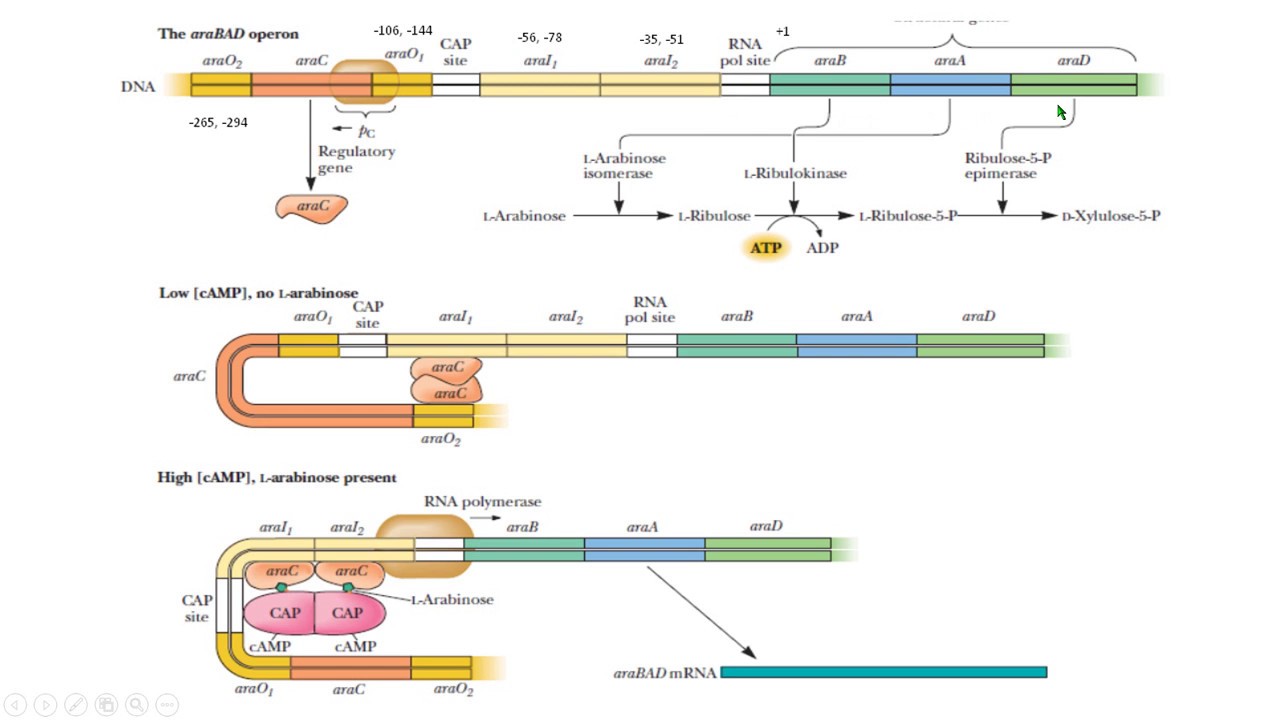 operon ara arabinosa arabinose Gene expression expresión genética ...