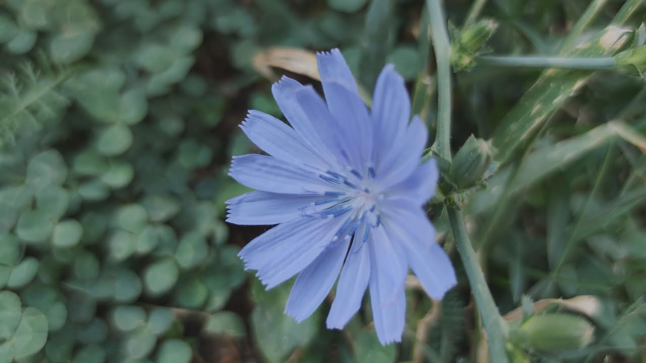 KONJOGRIZ ILI CIKORIJA... ZAMJENA ZA KAFU... ODLIČNA ZA DIJABETIČARE ...