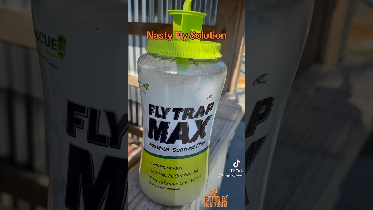 Nasty Fly Removal Solution! #bugs #insects #housefly - YouTube