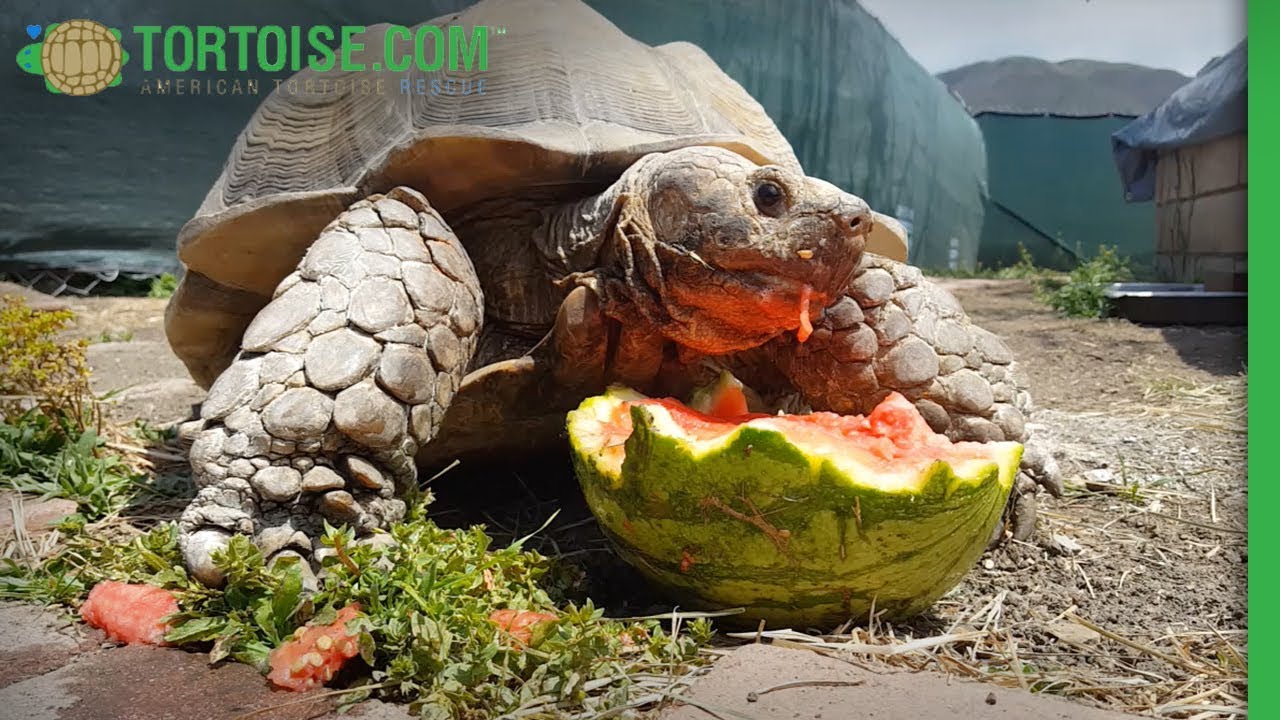 Sulcata Tortoise | American Tortoise Rescue - YouTube