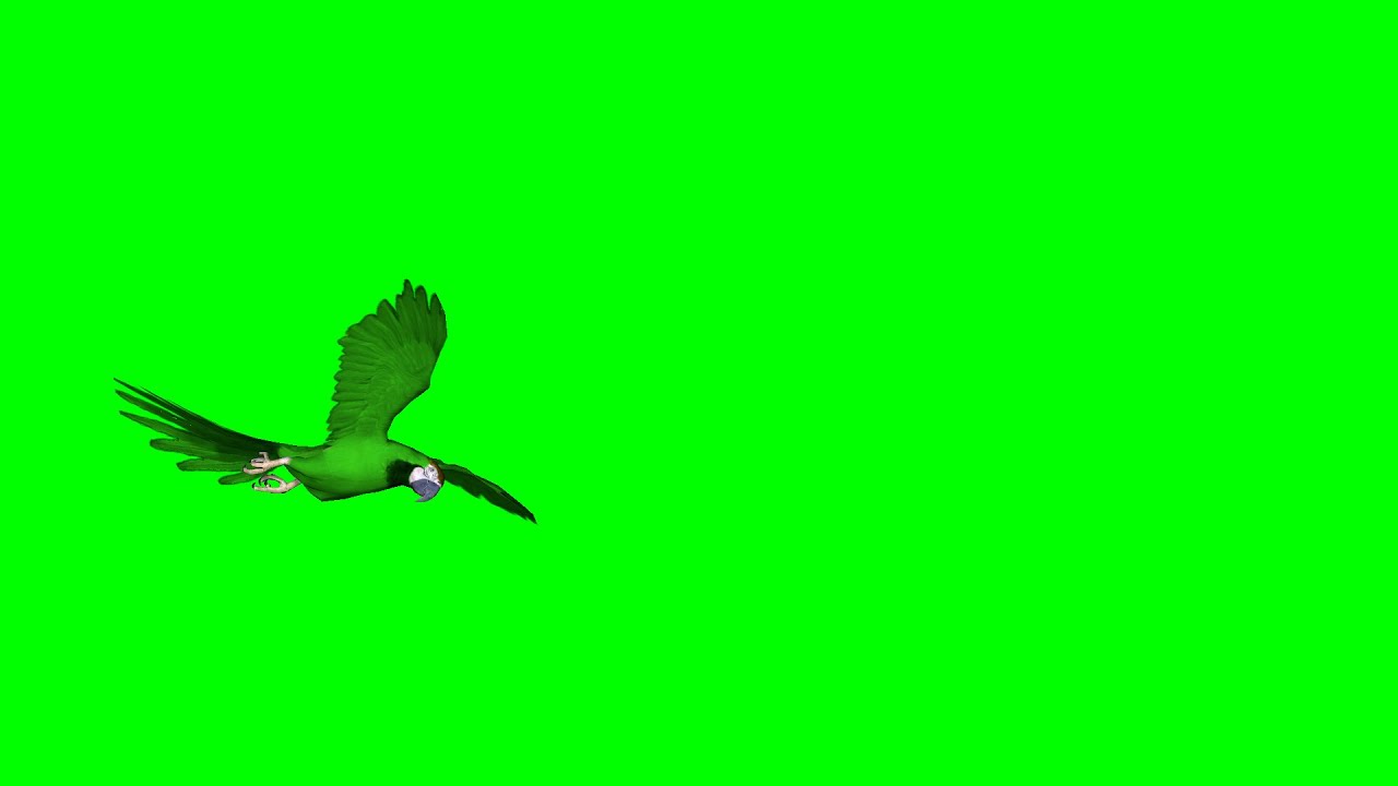 Parrot Green Screen Video | Flying Parrot Green Screen Video | Green ...