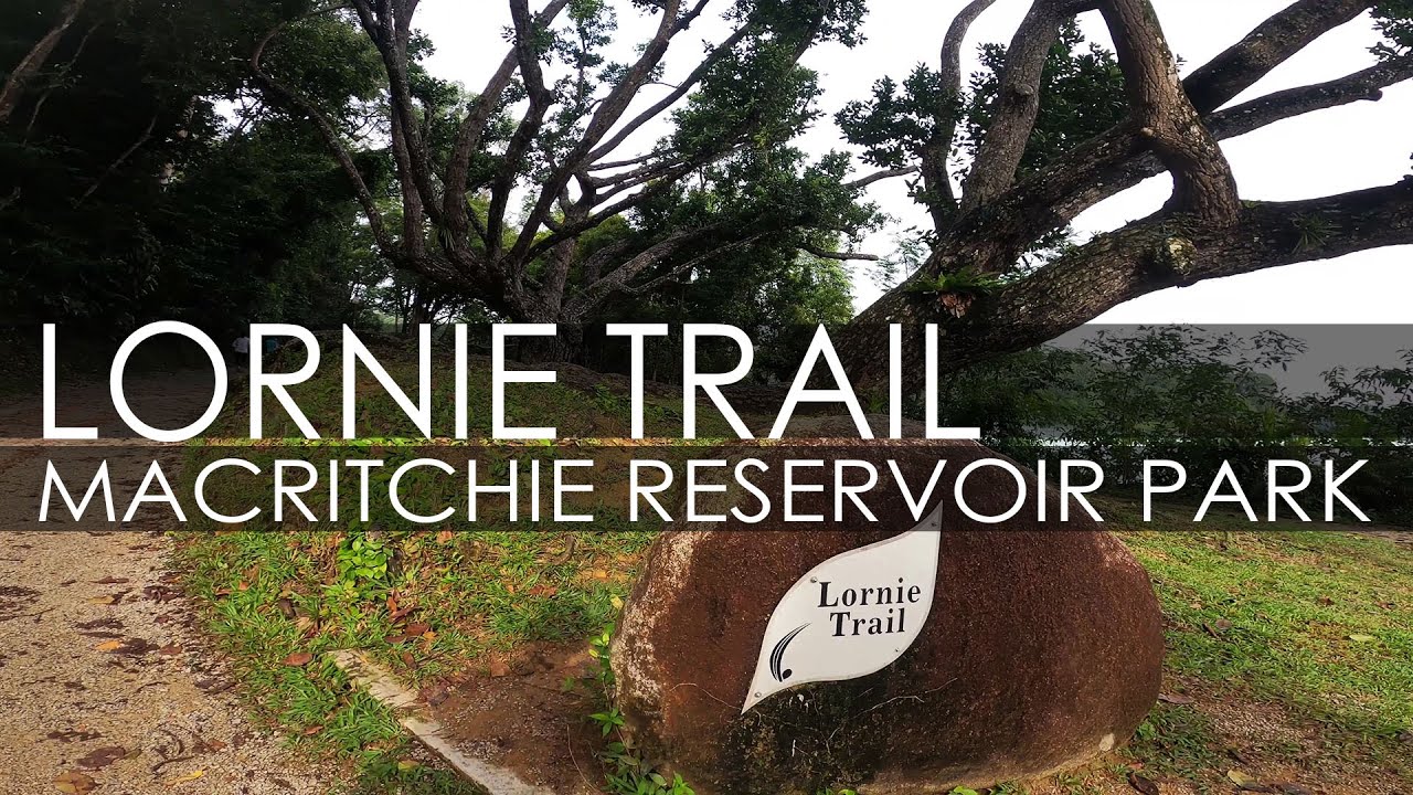 Morning walk at MacRitchie Reservoir Park - Lornie Trail - 17 Dec 2020 ...