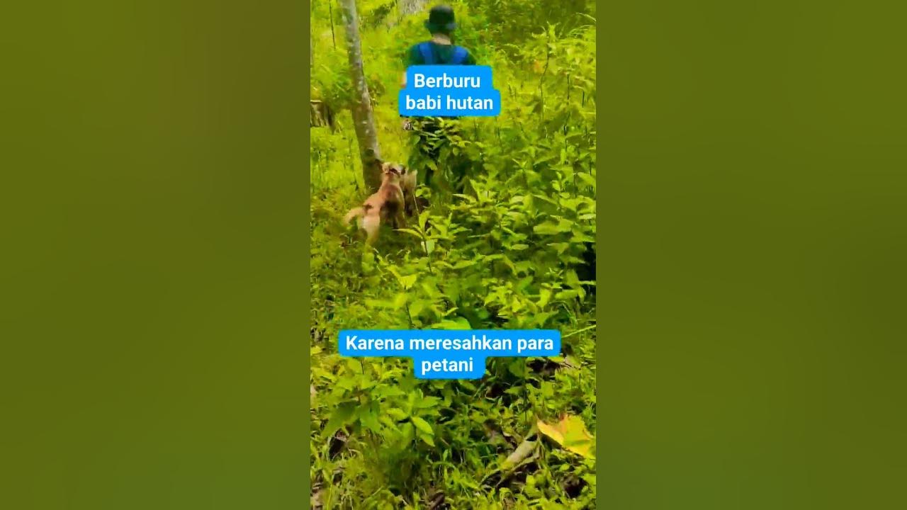 Purbi JABAR #viralvideo #remonstar #hutan - YouTube
